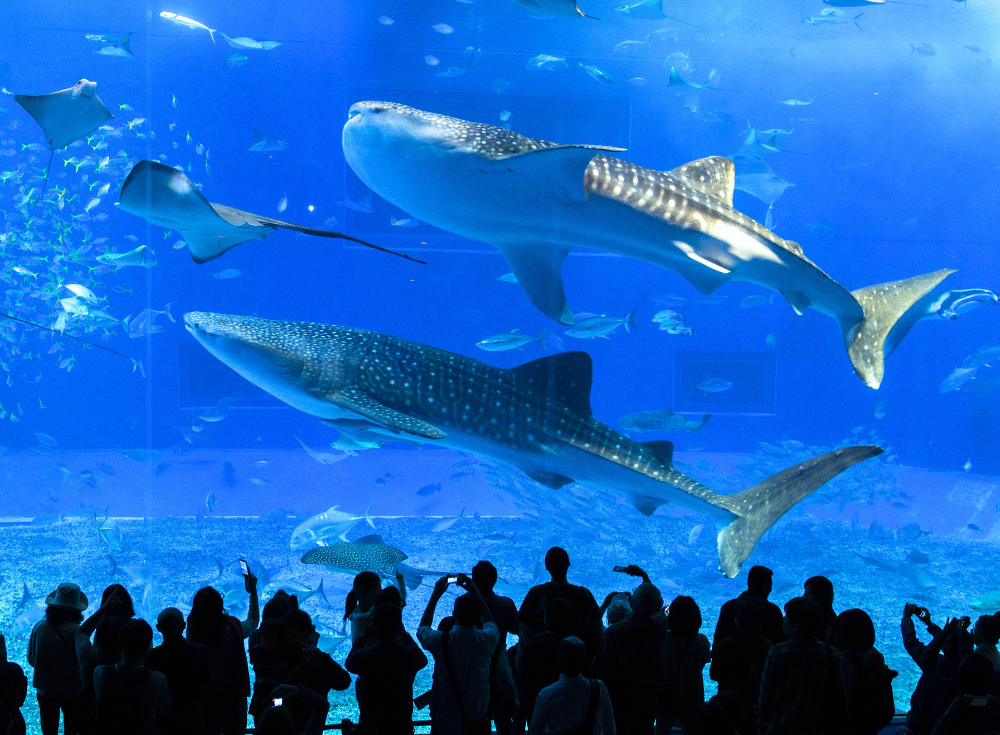 【全国】一度は見たい！話題のおすすめ観光地20選 - Jcationブログ