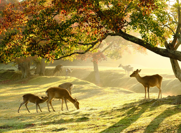 【全国】一度は見たい！話題のおすすめ観光地20選 - Jcationブログ